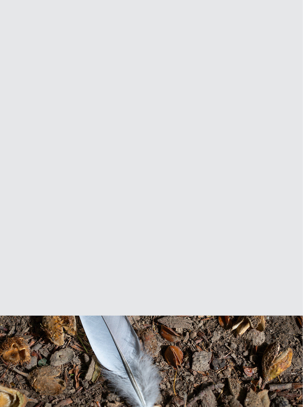 Curator Paints - Designer Interior & Exterior Paint Colours