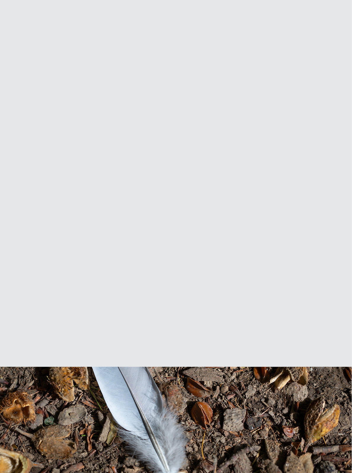 Curator Paints - Designer Interior & Exterior Paint Colours