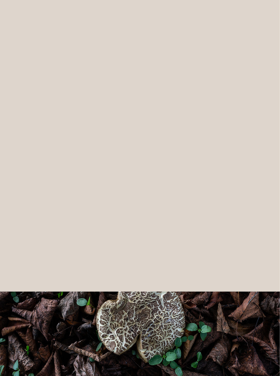 Hazelhatch - Curator Paints EU