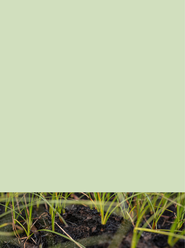 Sprout - Curator Paints EU