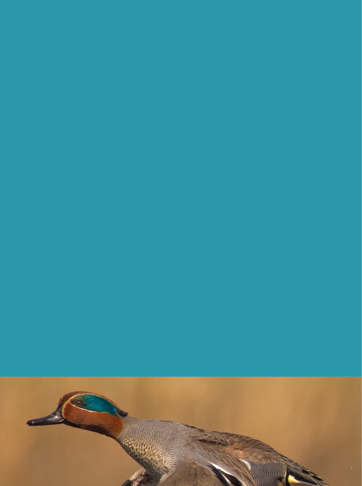 Teal Crest - Curator Paints EU